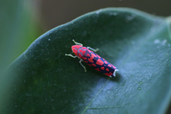 In praise of (luridly) pink animals - Boing Boing