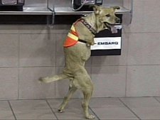 Airline loses "armless" dog that walks on two legs (Video) - Boing Boing