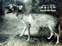 Is the "extinct" honshu wolf still alive in Japan? - Boing Boing