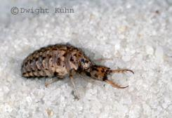 Ant lions for sale at Ant Lion Den / Boing Boing