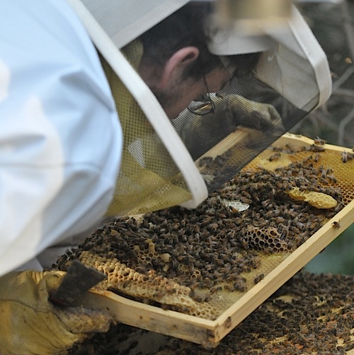 Backyard beekeeping – splitting a hive | Boing Boing