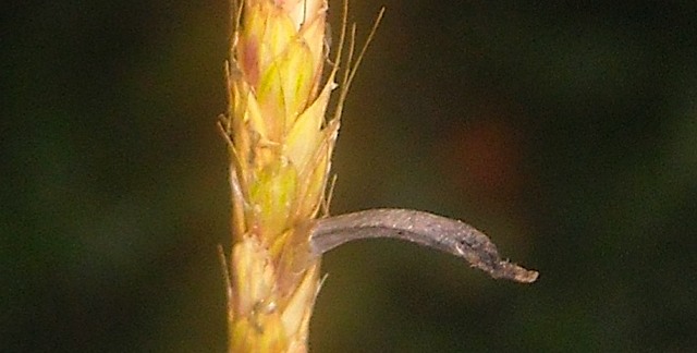 Toxic fungus infiltrated human food disguised as part of rye grain ...