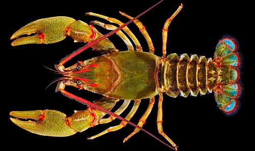 Crawfish discovery (and a recipe) - Boing Boing