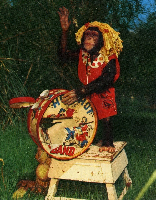 Postcard of performing chimp at Jungle Land - Boing Boing