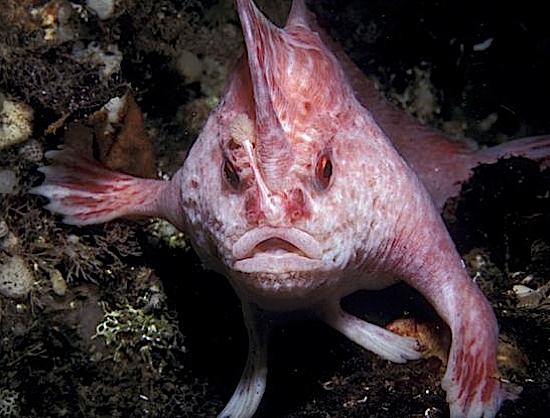 Handfish: Pretty much exactly what they sound like - Boing Boing