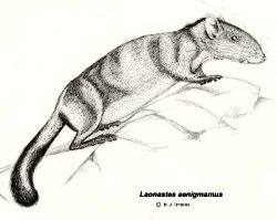 New rodent family discovered in market - Boing Boing