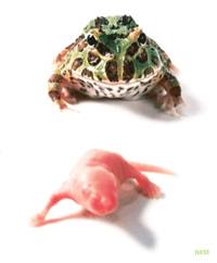 Frog eats mouse - Boing Boing