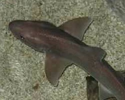 New brown shark species discovered - Boing Boing