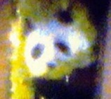 Panda painted on a human hair - Boing Boing