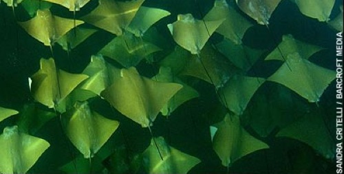 Amazing photos of migrating Golden Rays - Boing Boing